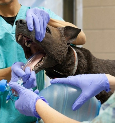 K9 Diesel - Medical Simulator
